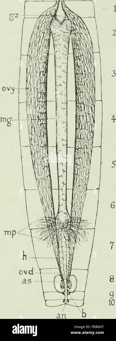 The Biology of Dragonflies (Odonata or Paraneuroptera) (1917) focuses ...