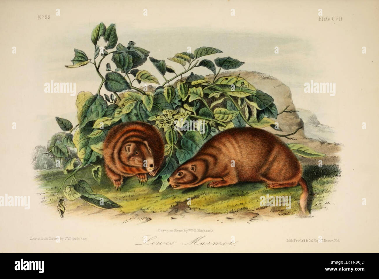 The Quadrupeds of North America, Plate CVII, provides illustrations and ...
