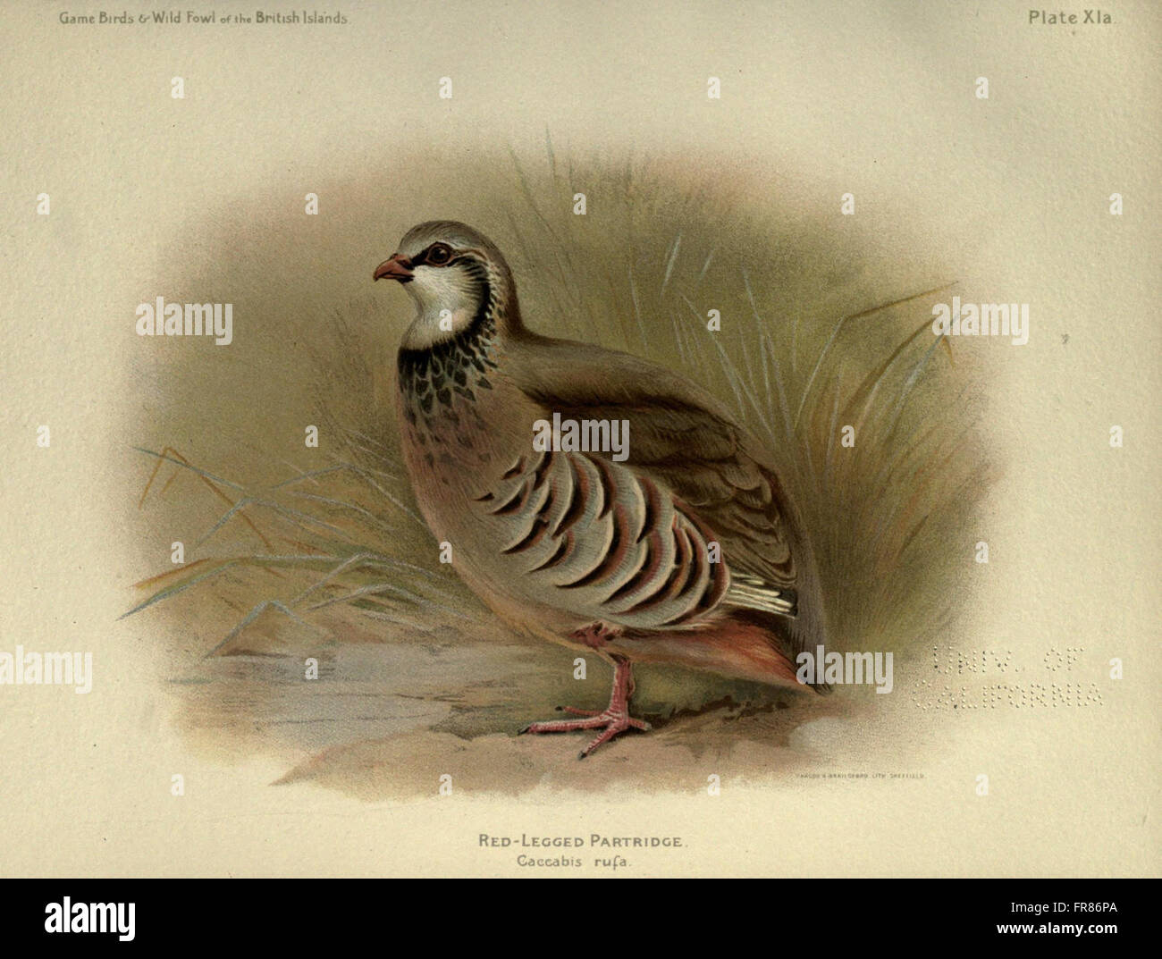 The game birds and wild fowl of the British Islands (Plate XIa Stock ...