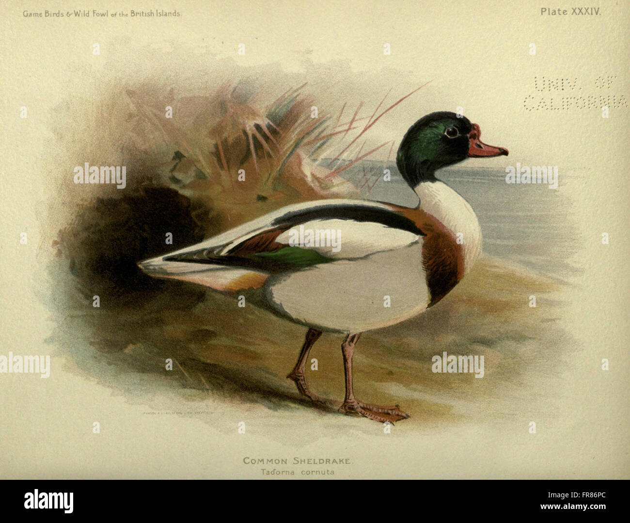 The game birds and wild fowl of the British Islands (Plate XXXIV Stock ...