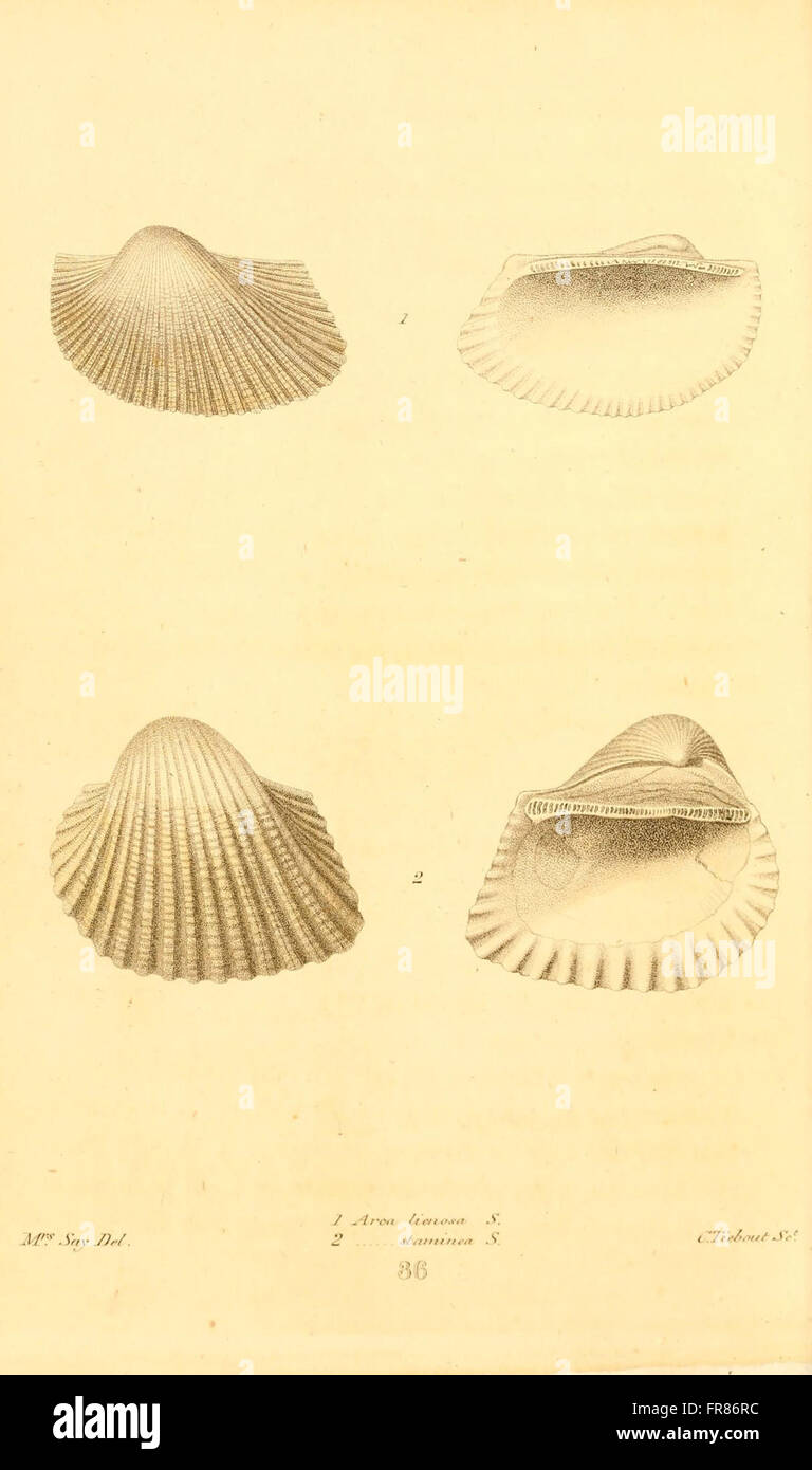 Plate 36 from 'American Conchology' provides detailed depictions of ...