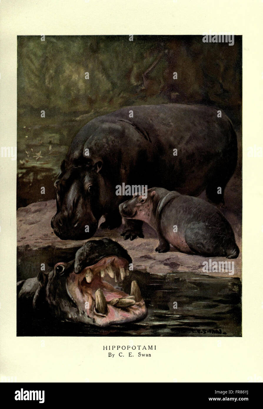 An illustration of wild animals featured in 'The Wild Beasts of the ...