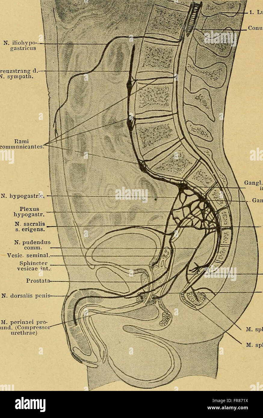 Autonomic systems hi-res stock photography and images - Alamy
