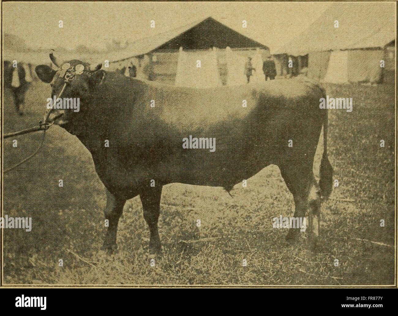 The Mark Lane express, agricultural journal &c (1907 Stock Photo - Alamy