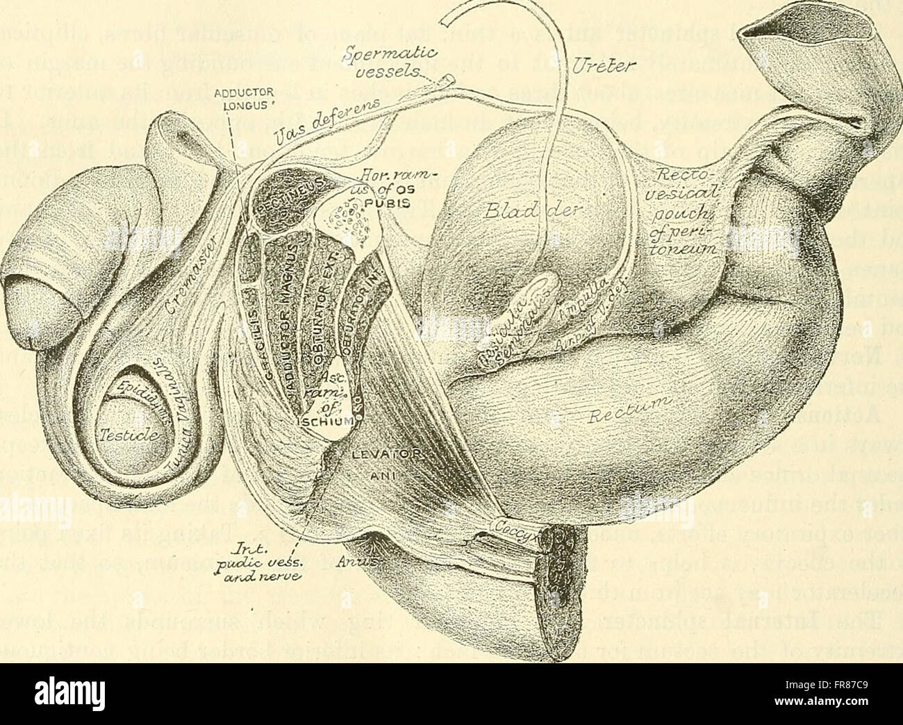 This 1897 work offers comprehensive descriptions of human anatomy, both ...