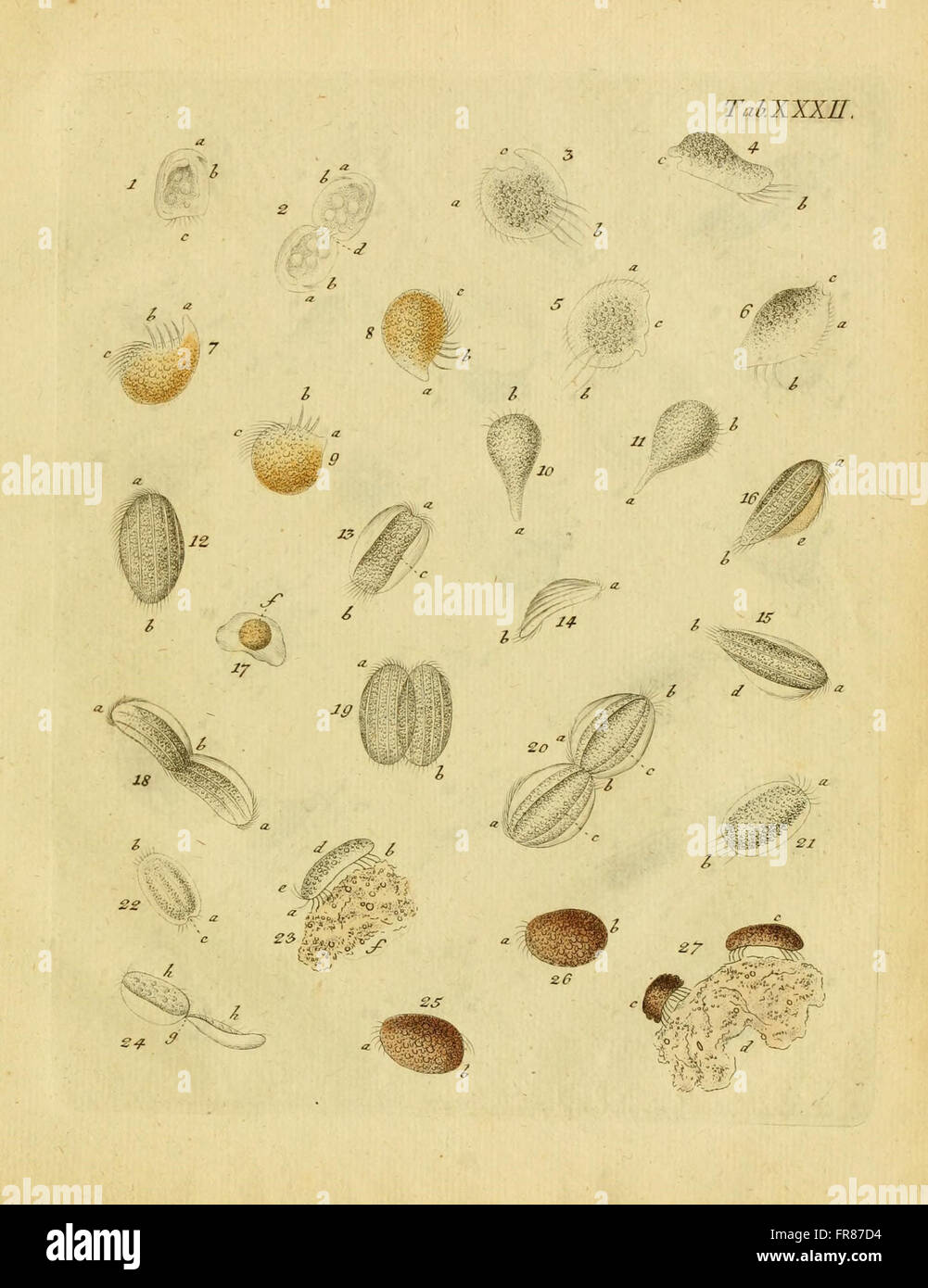 A detailed plate from the scientific study of aquatic microorganisms ...