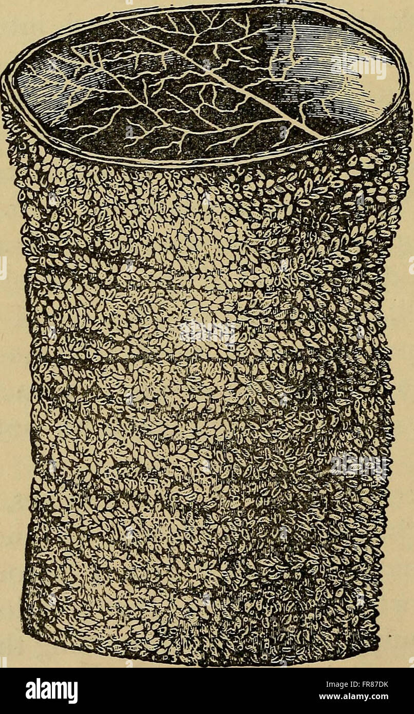 'True Manhood' (1888) is a self-help manual aimed at young men ...
