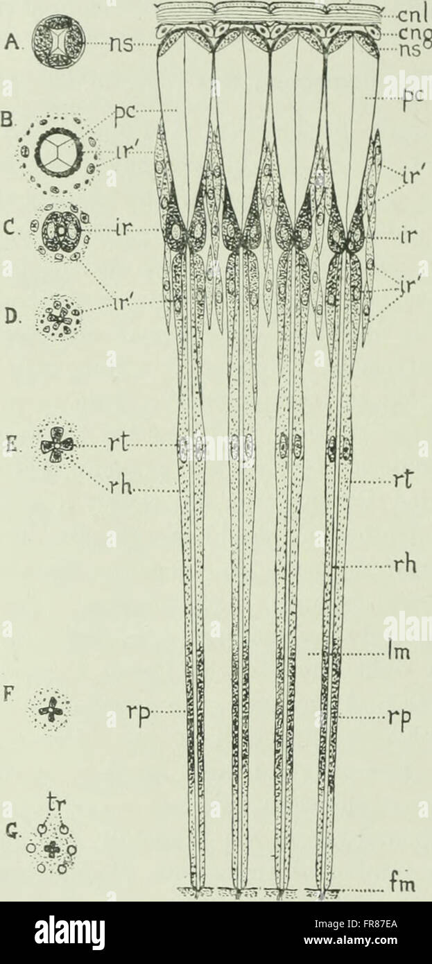 'The Biology of Dragonflies' (1917) explores the anatomy, behavior, and ...