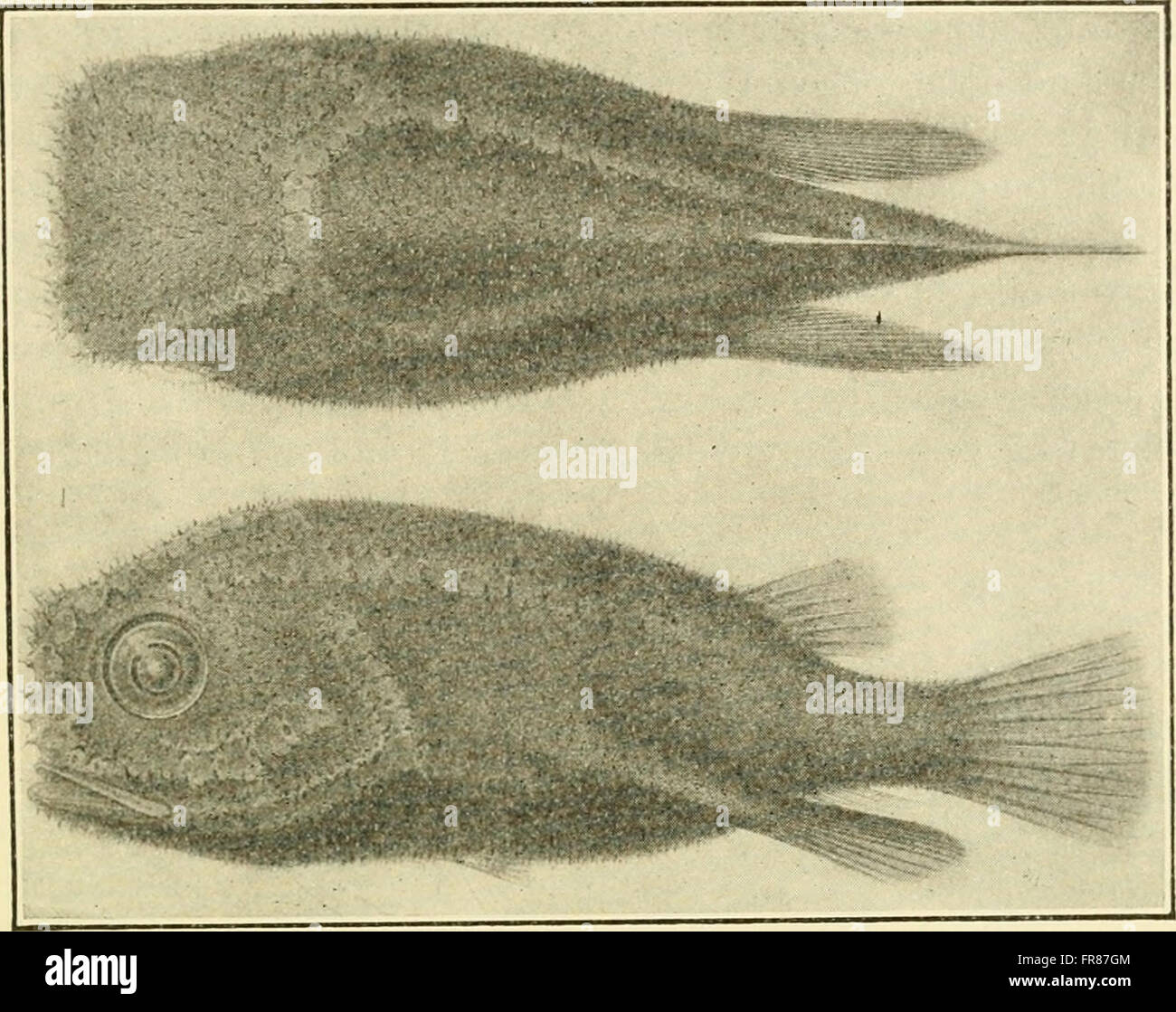 Annual report of the Board of Regents of the Smithsonian Institution ...