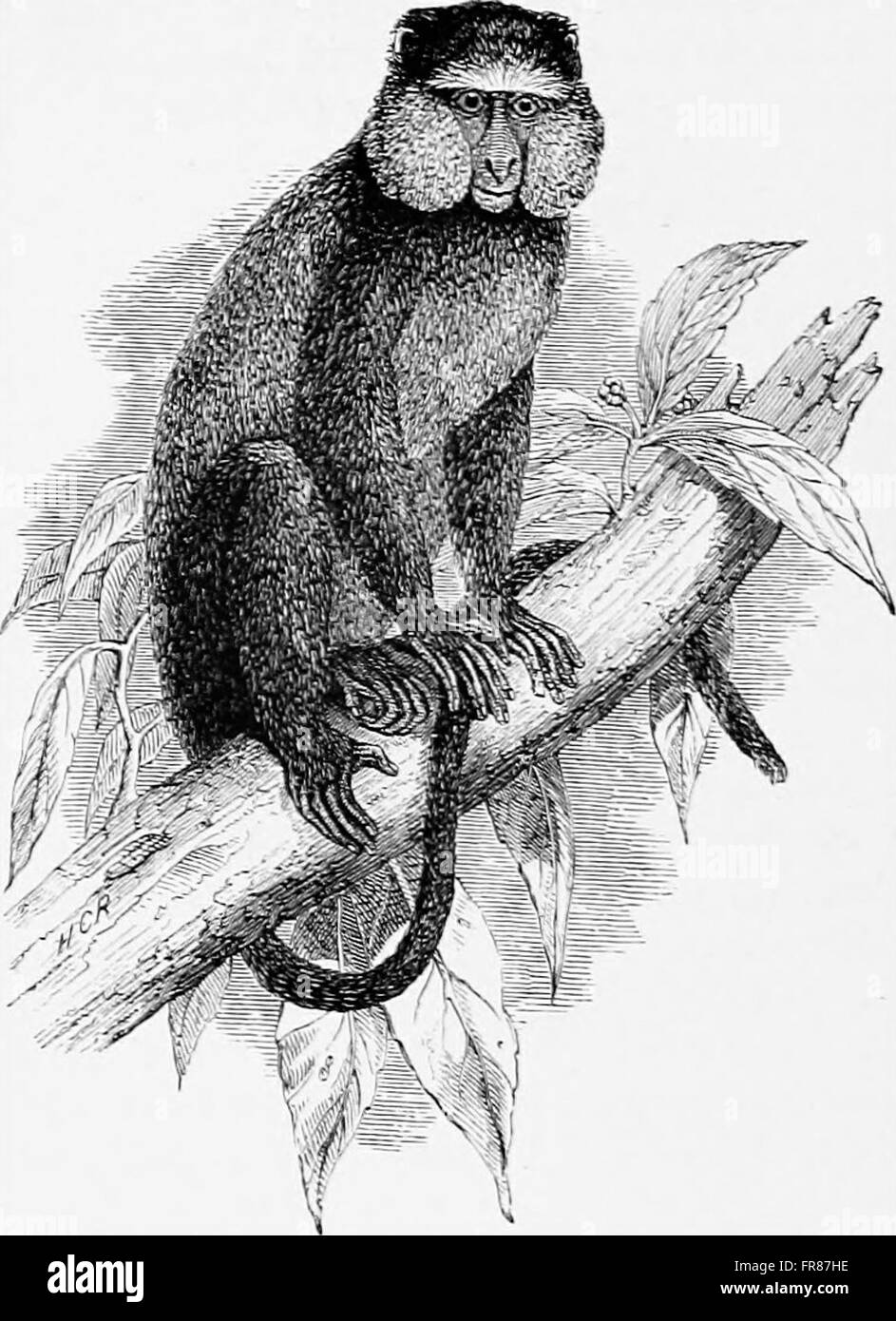 An introduction to the study of mammals living and extinct (1891 Stock ...