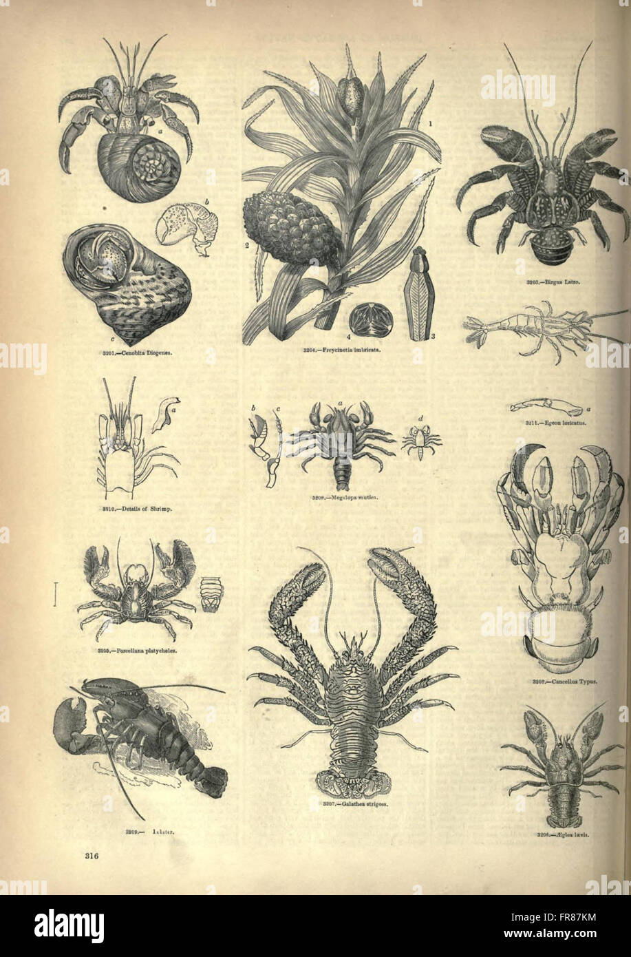 The 'Pictorial Museum of Animated Nature' features detailed ...
