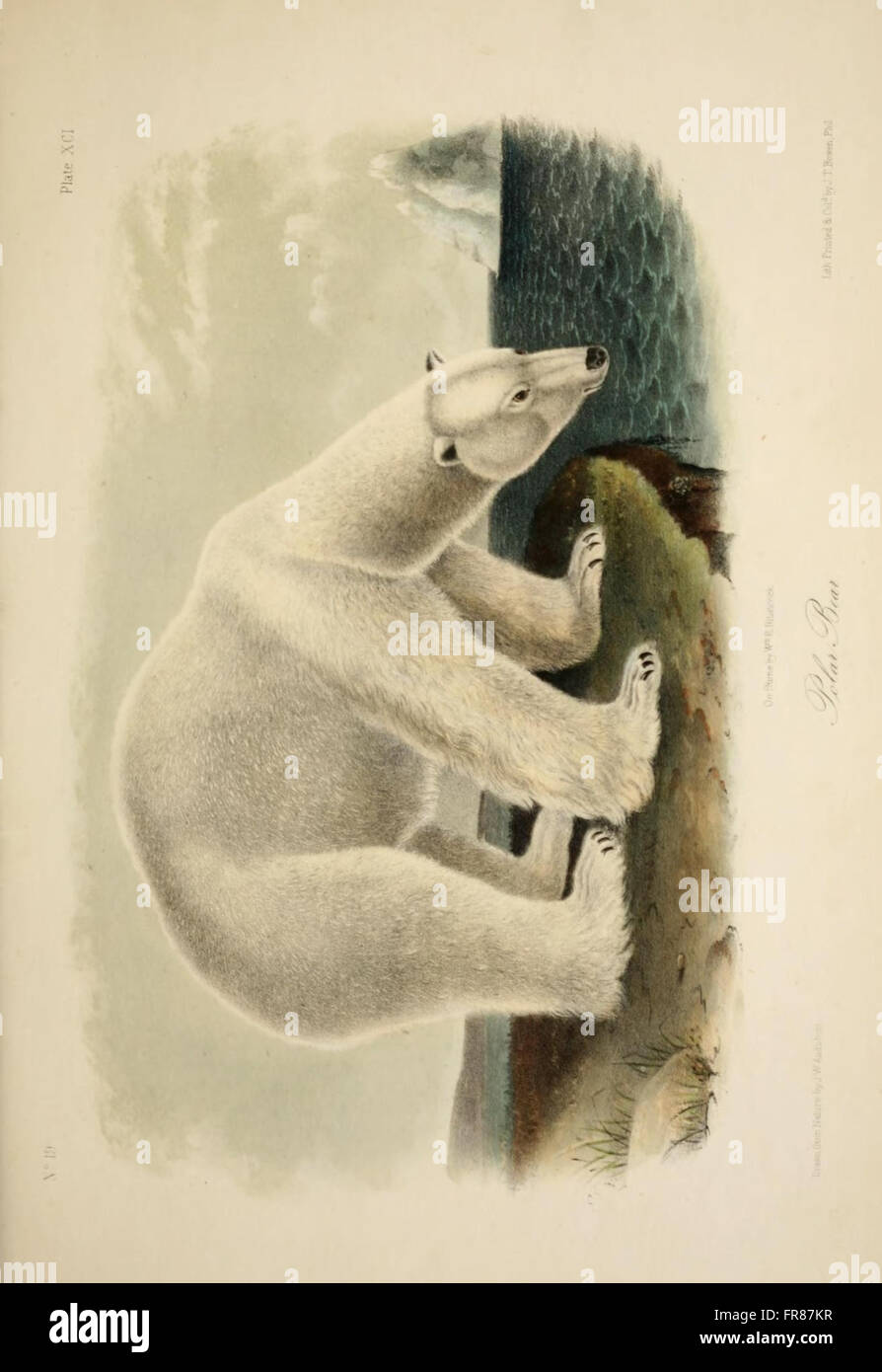 This work focuses on the quadrupeds (four-legged mammals) of North ...
