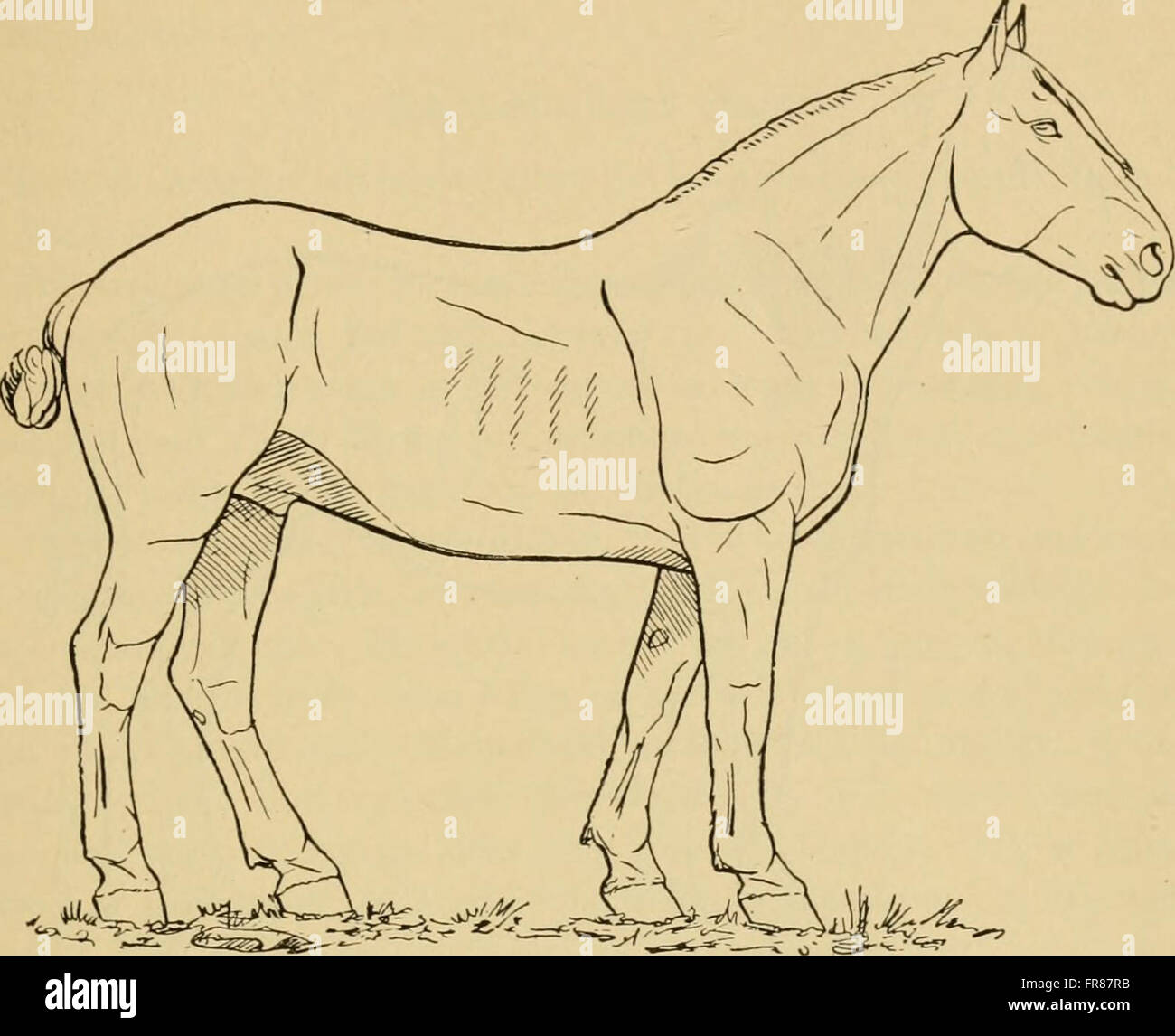 'The Exterior of the Horse' (1892) explores the anatomical structure ...
