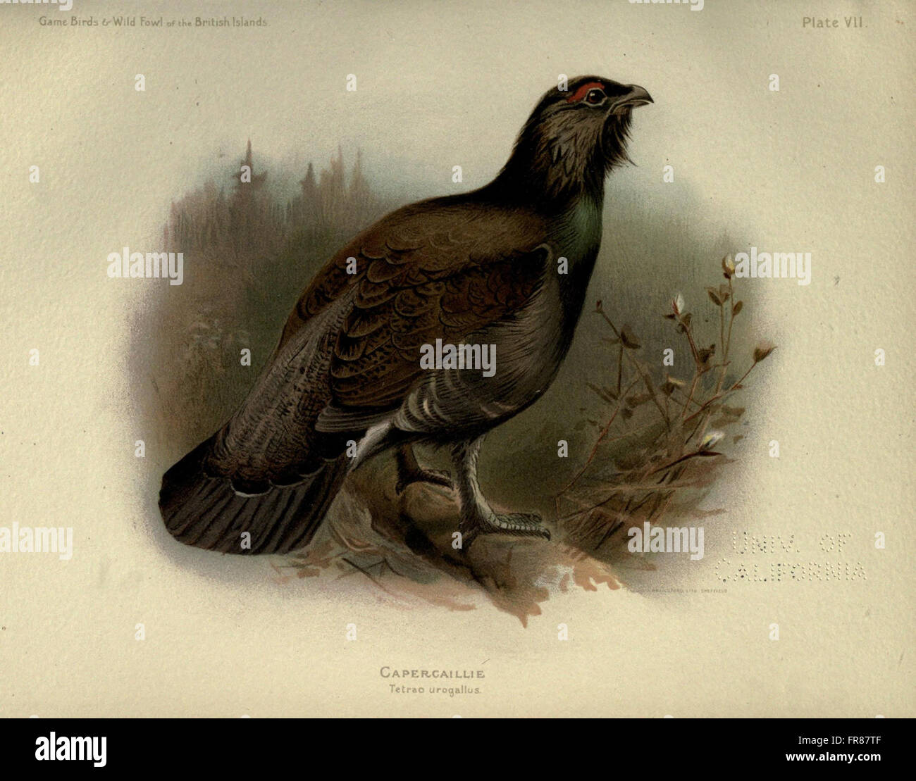 *The Game Birds and Wild Fowl of the British Islands* (Plate VII ...