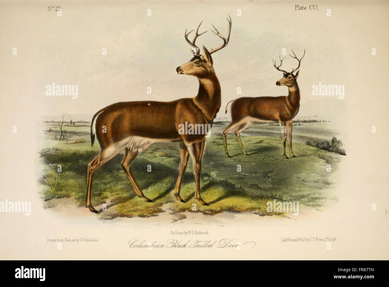 This plate illustrates various species of quadrupeds (four-legged ...