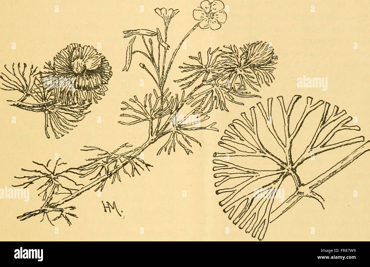 The Aquarium, published in 1892, explores the science and hobby of ...