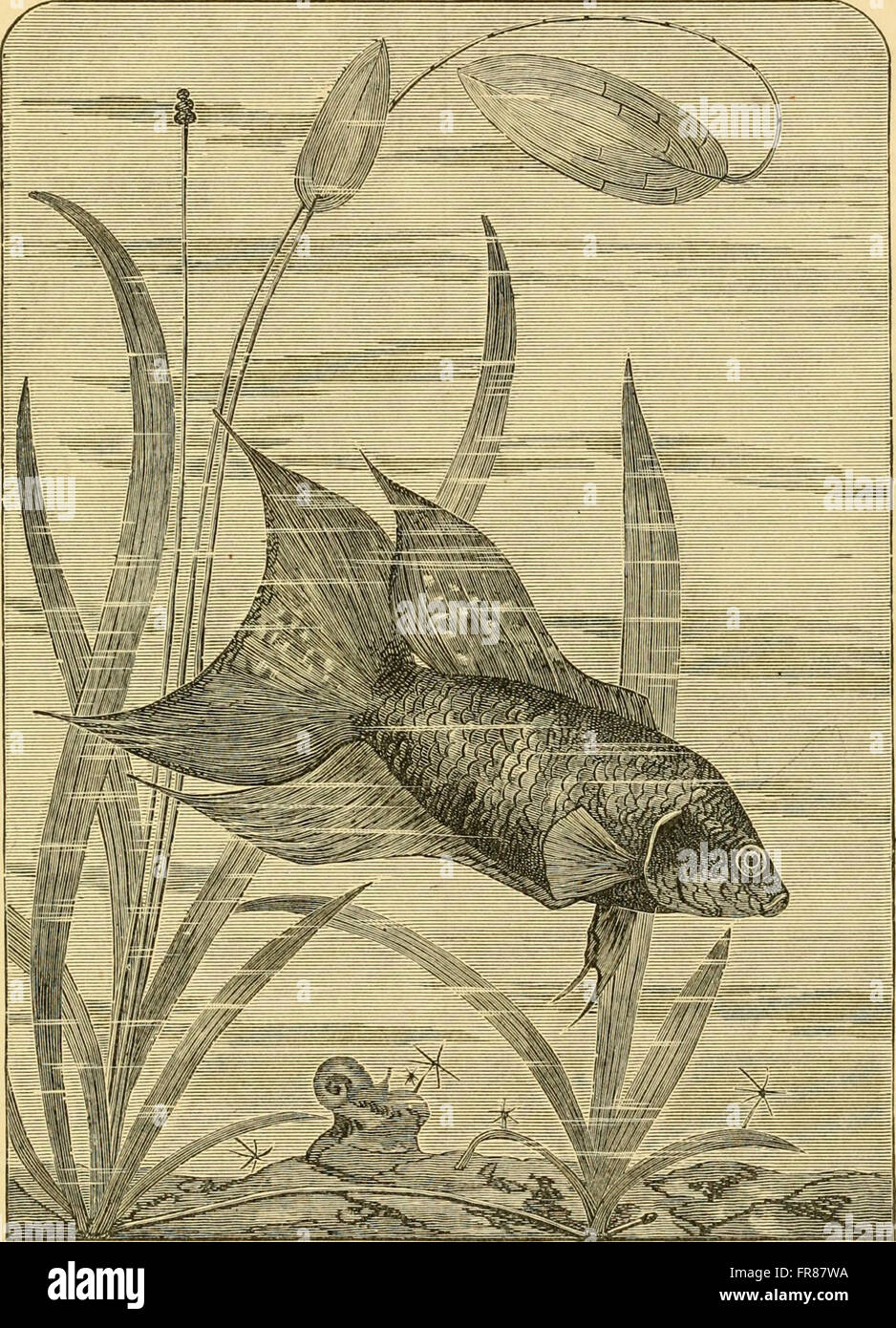 'The Aquarium' (1896) is a comprehensive guide for setting up and ...