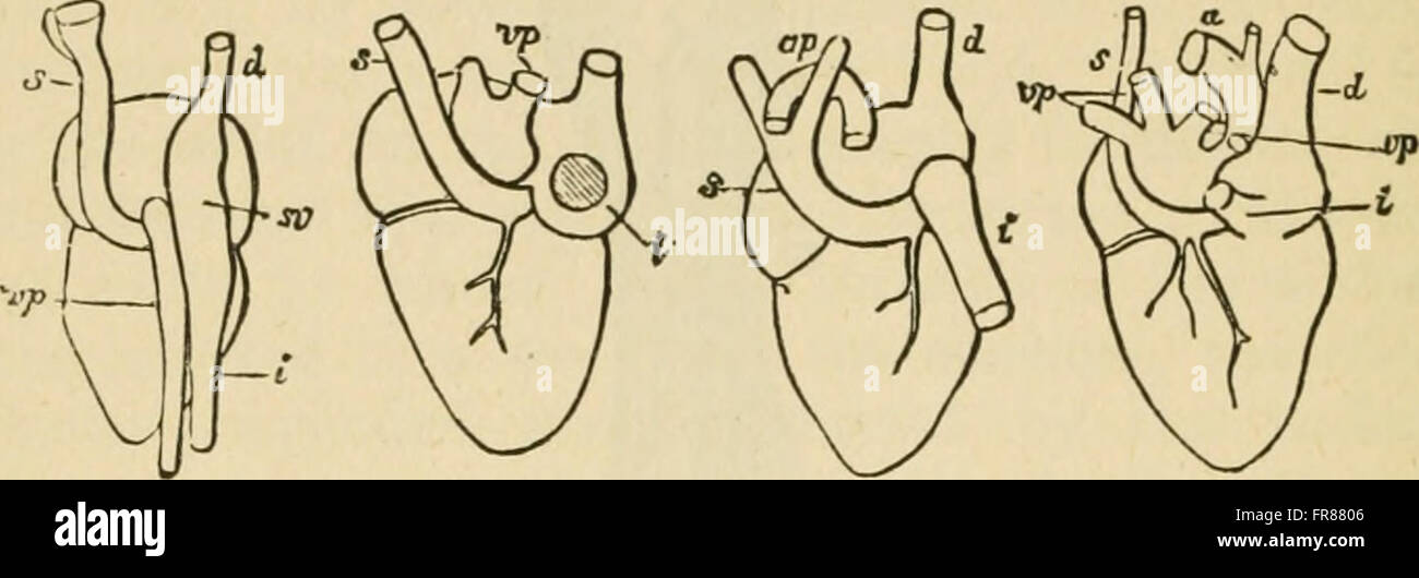 This 1885 work explores the principles of blood circulation and the ...