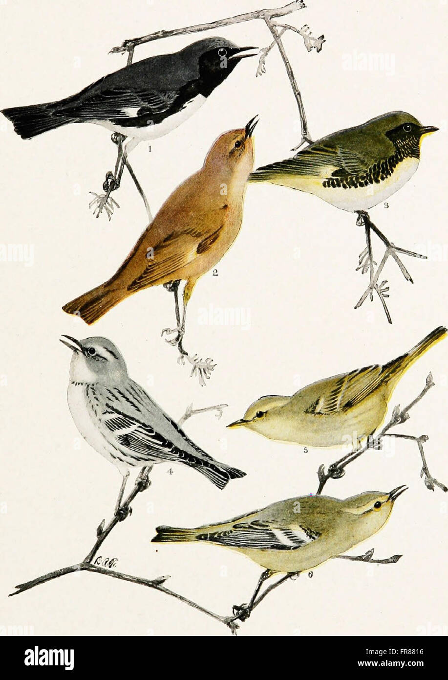 A 1917 book on North American warblers, detailing species ...