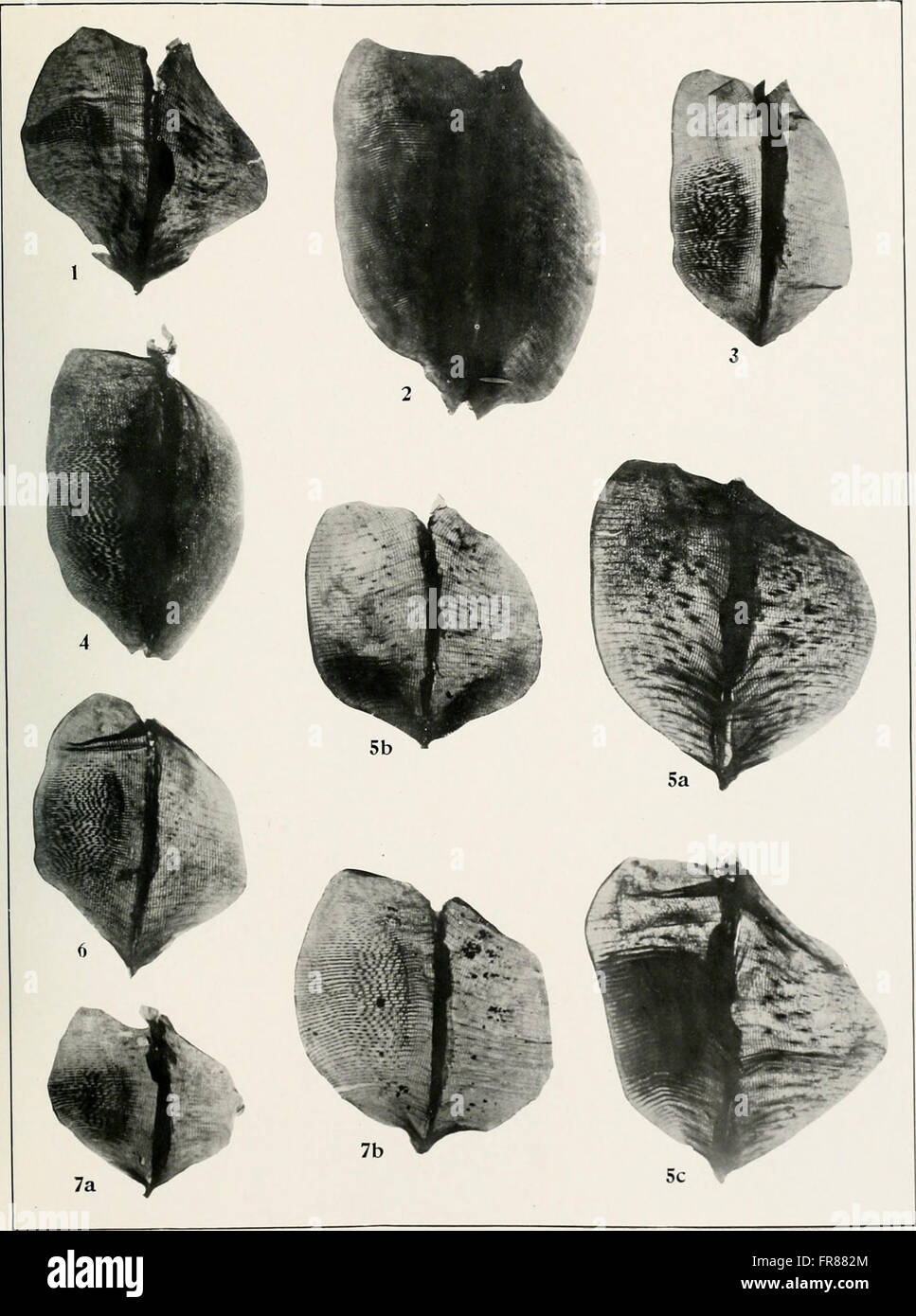 This 1921 work focuses on South American Naiades, a group of freshwater ...