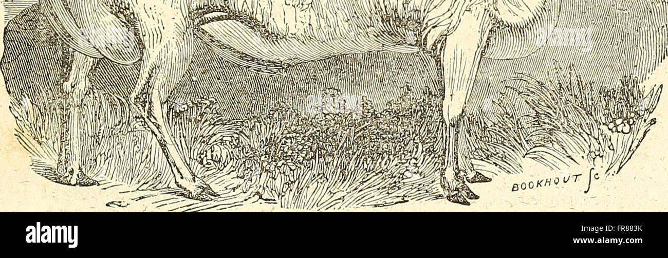 The American shepherd- being a history of the sheep, with their breeds ...