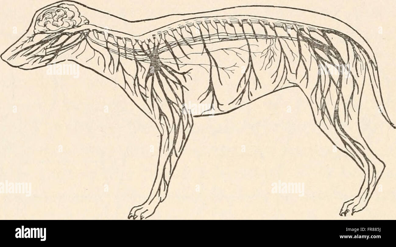 This 1911 textbook explores zoology and human physiology, offering an ...
