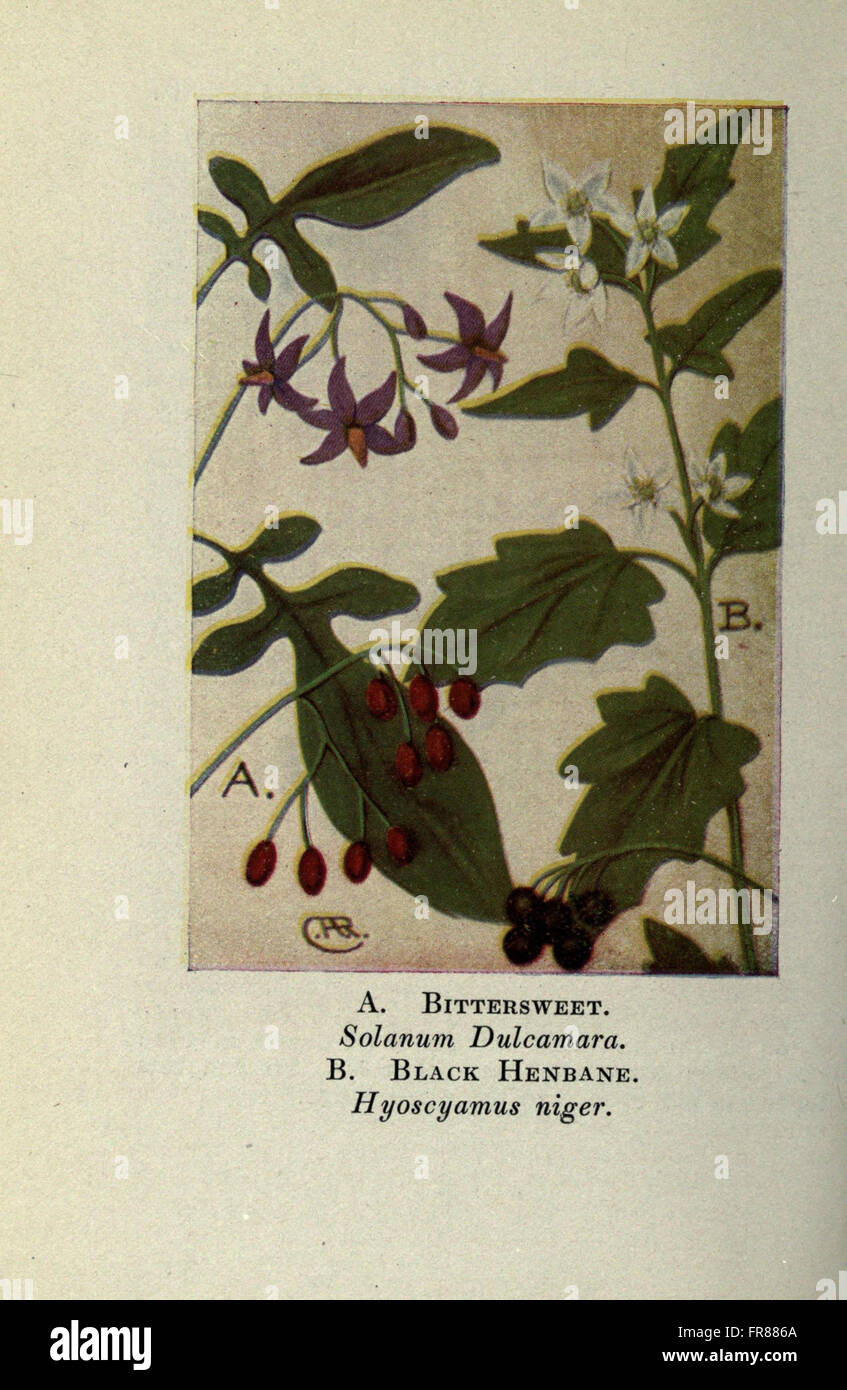 'Wild Flowers East of the Rockies' provides a detailed look at the ...