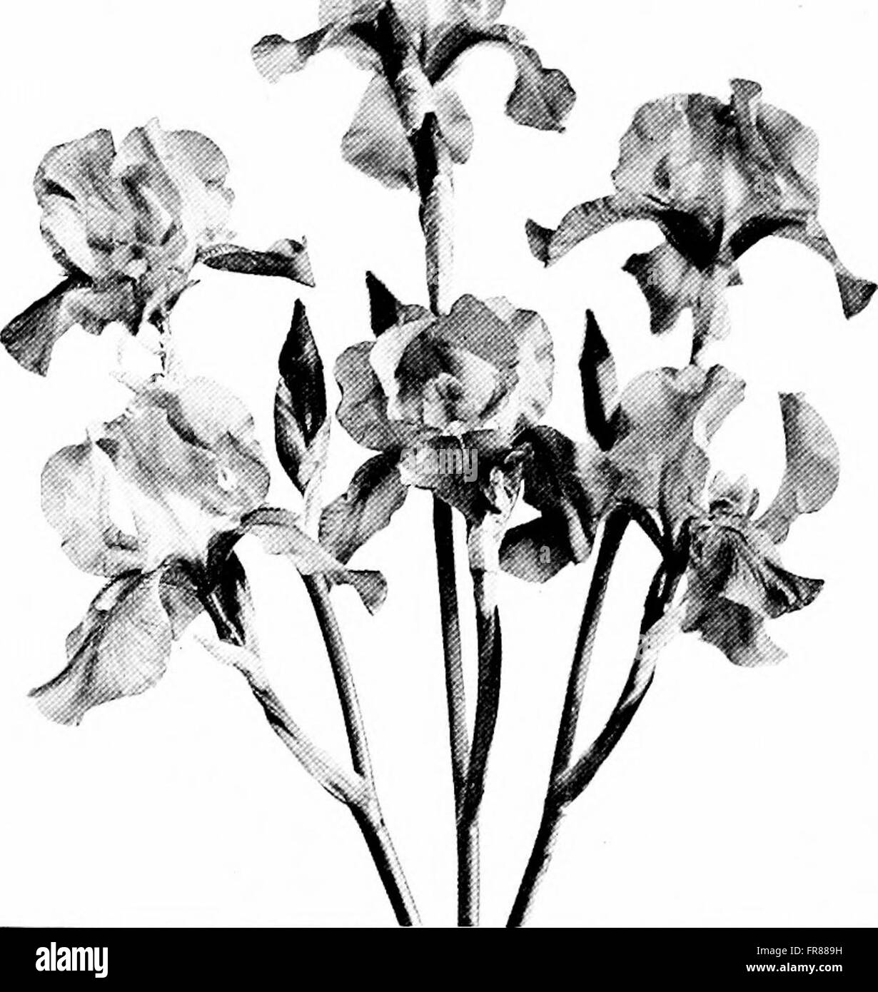 Bearded Iris Flower Drawing