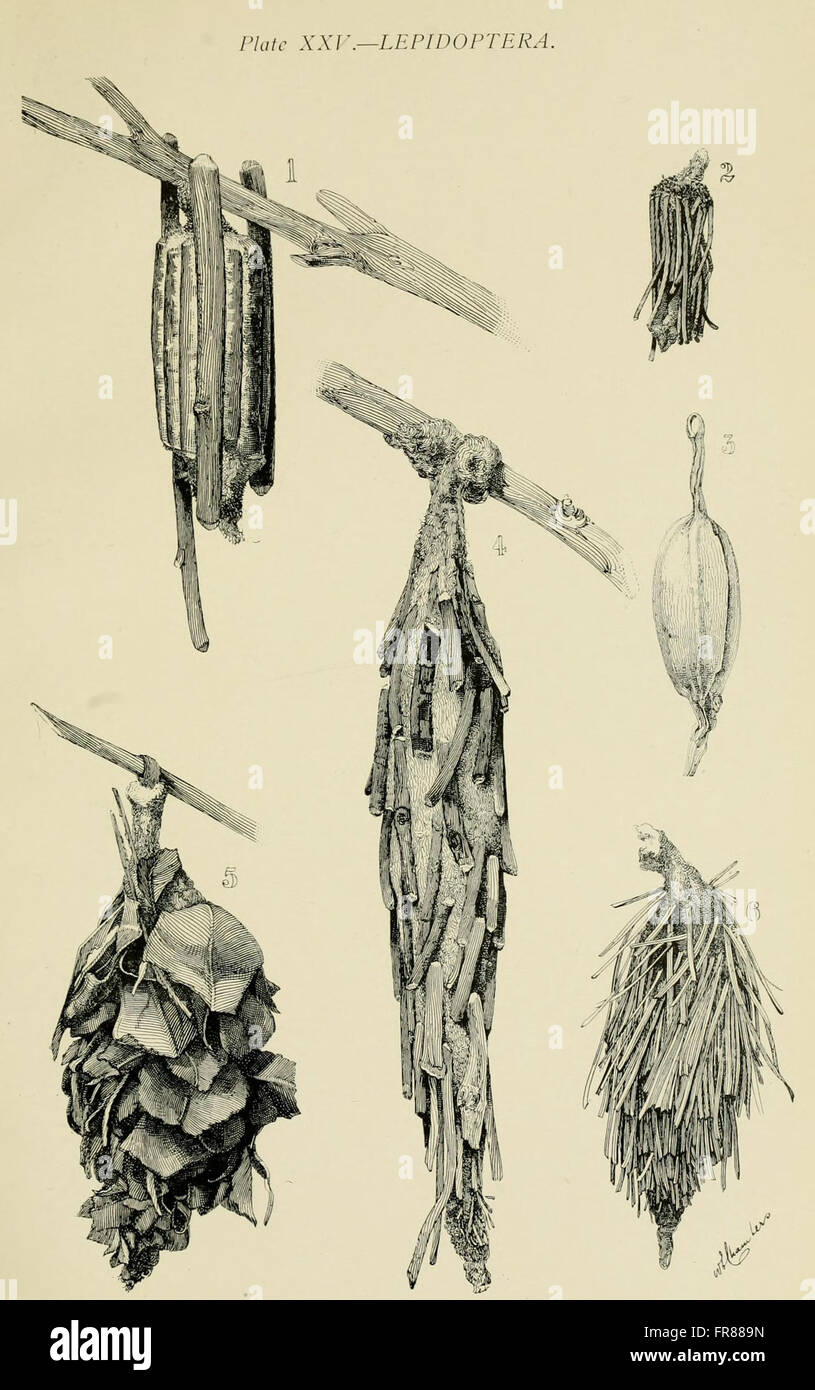 This plate from a work on Australian insects illustrates a variety of ...