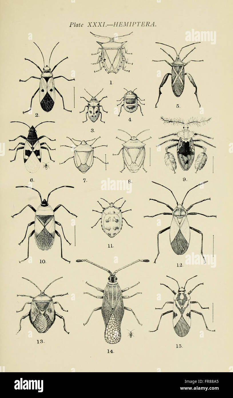 Australian insects (Plate XXXI Stock Photo - Alamy