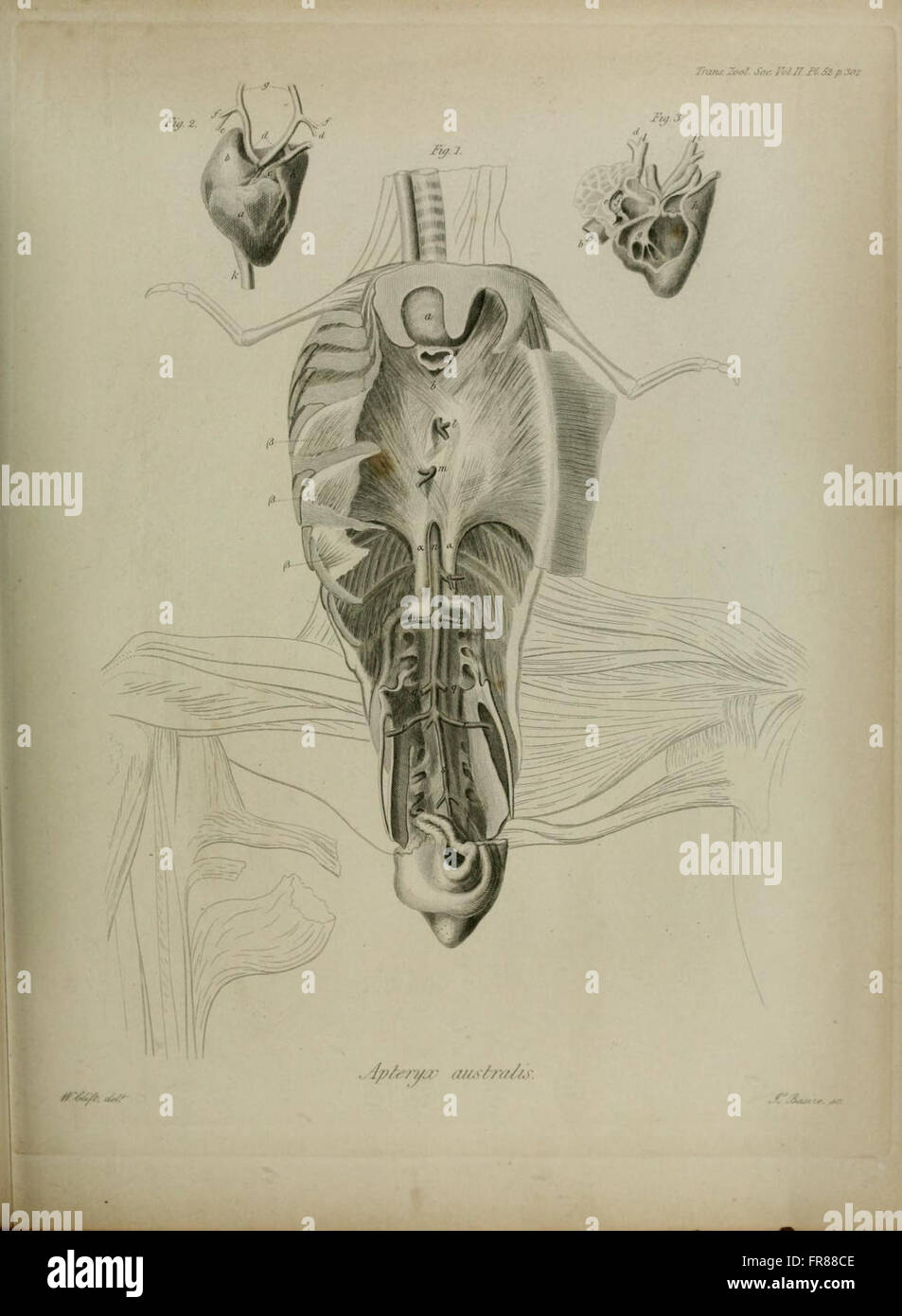 Transactions of the Zoological Society of London (Pl. 52 Stock Photo ...