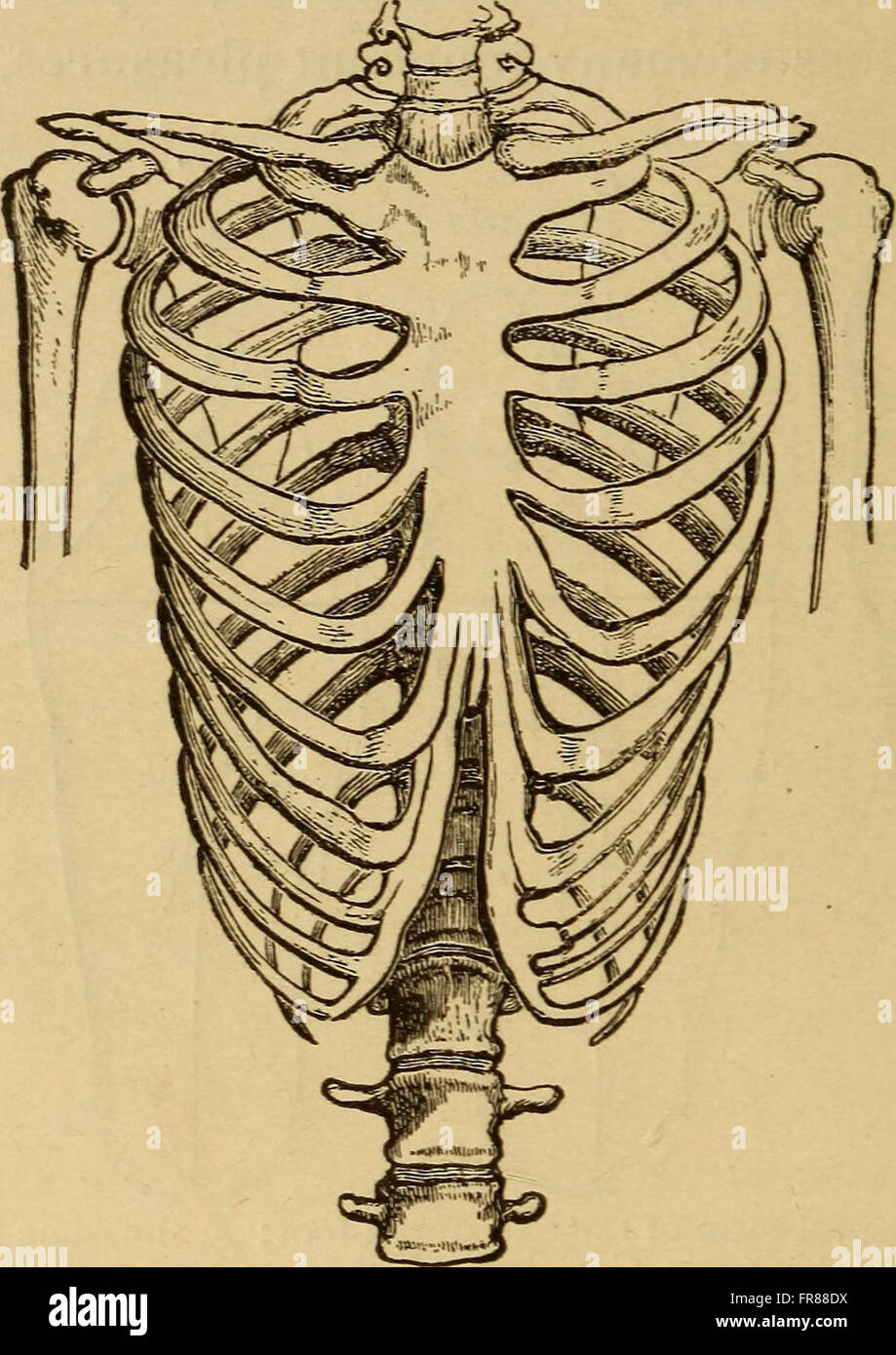 The human body. A beginner's text-book of anatomy, physiology and ...