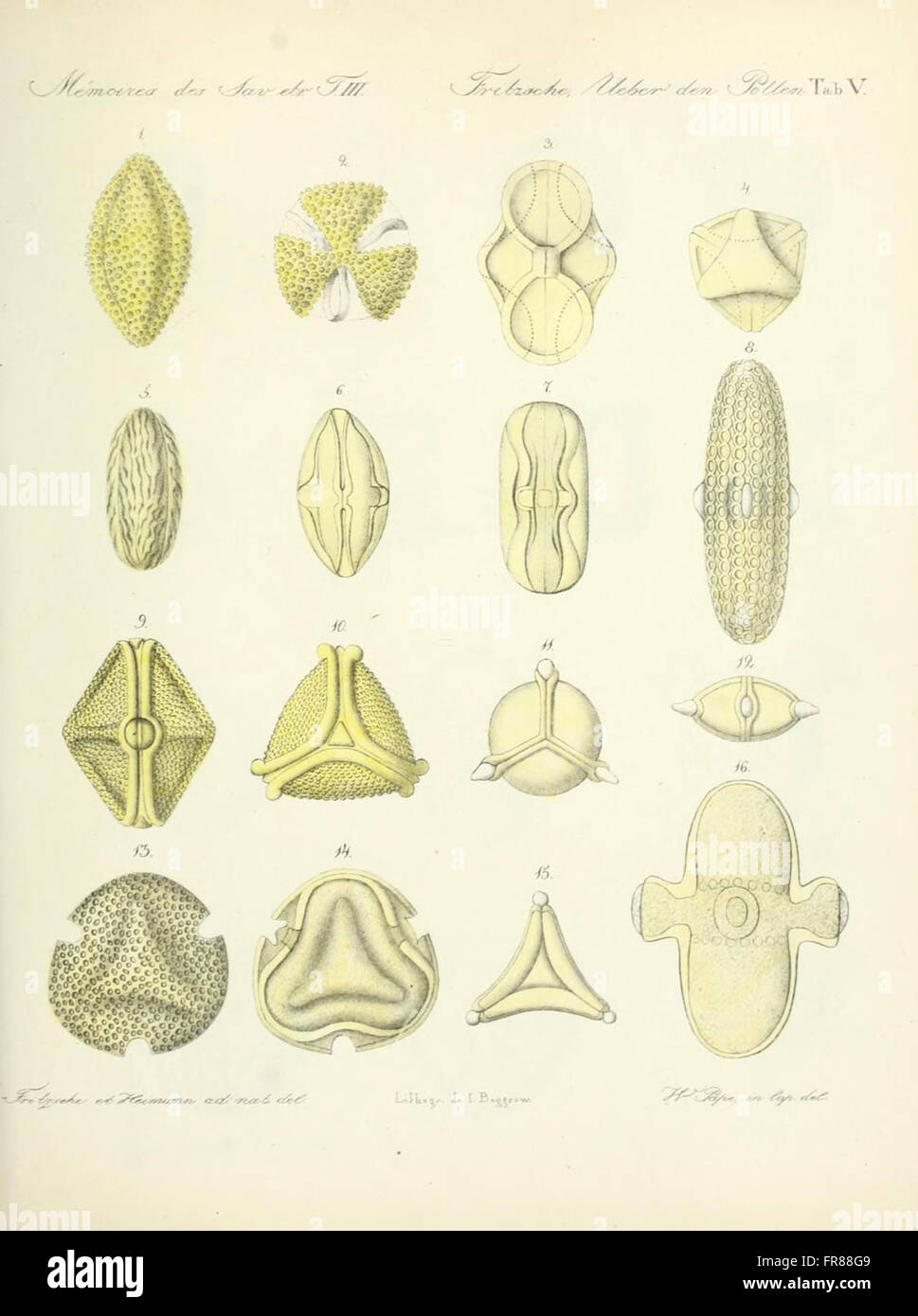 A scientific study examining pollen grains, their structure, and the ...
