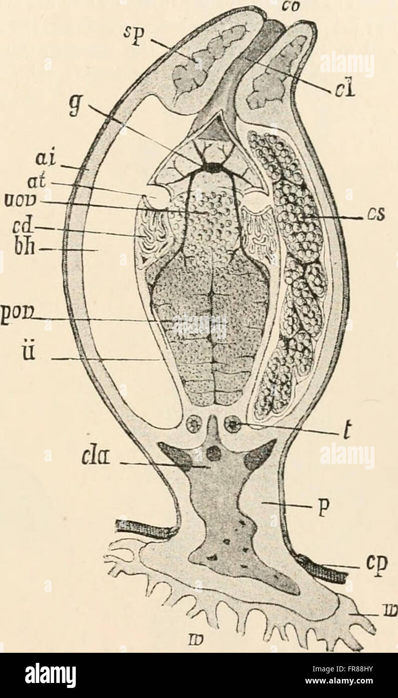 Various anatomical structures of invertebrate organisms hi-res stock ...