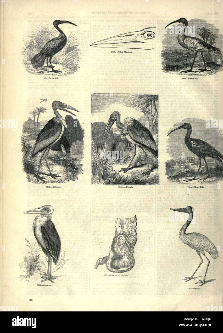This work is a detailed illustrated collection depicting various ...