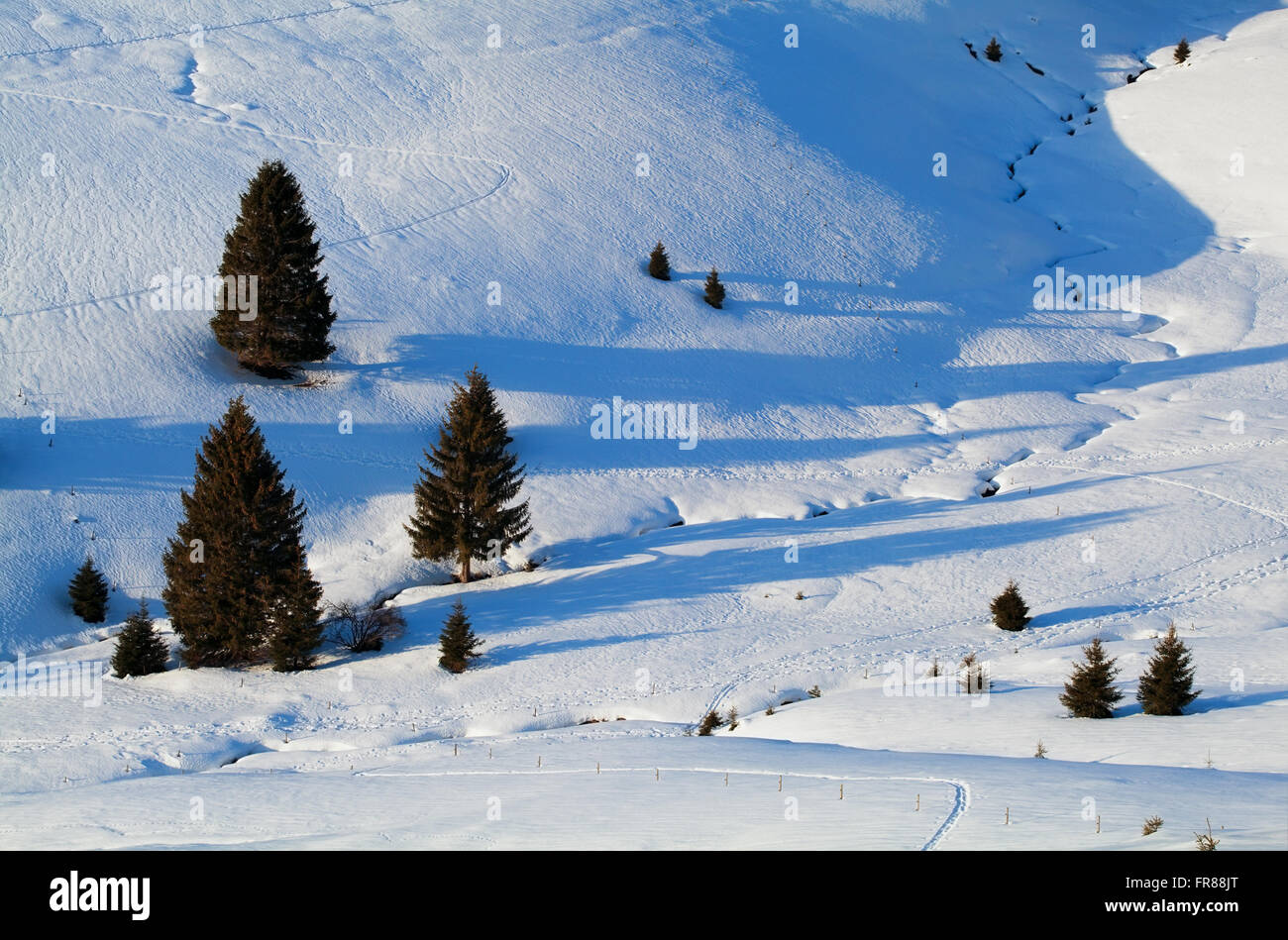 spruce trees in snowy hills, Baden-Wurttemberg, Germany Stock Photo - Alamy