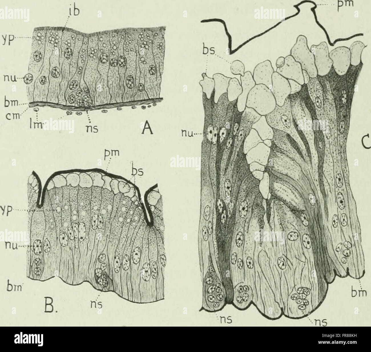 This study explores the biology of dragonflies, including their life ...