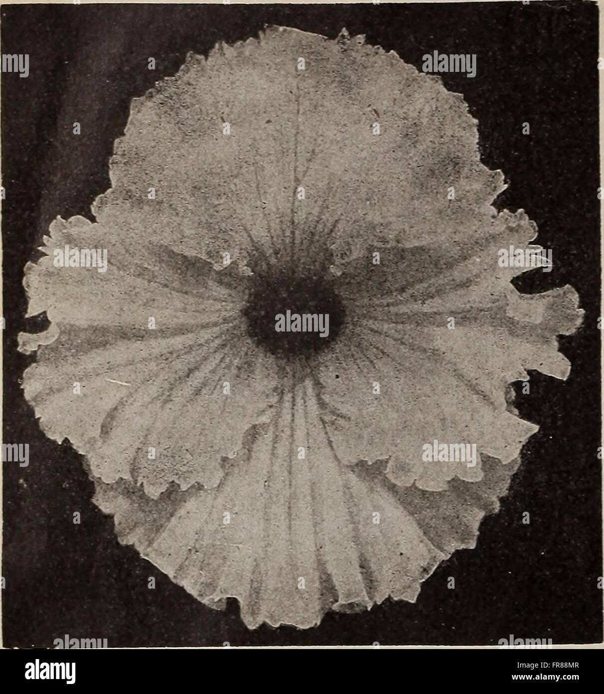 W.W. Rawson and Co. was a company focused on the sale of seeds and ...