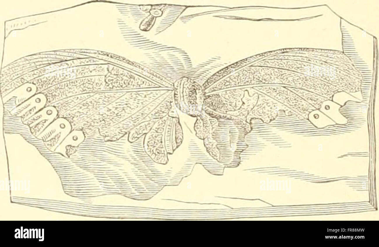 Synopsis of North American butterflies (1879 Stock Photo - Alamy