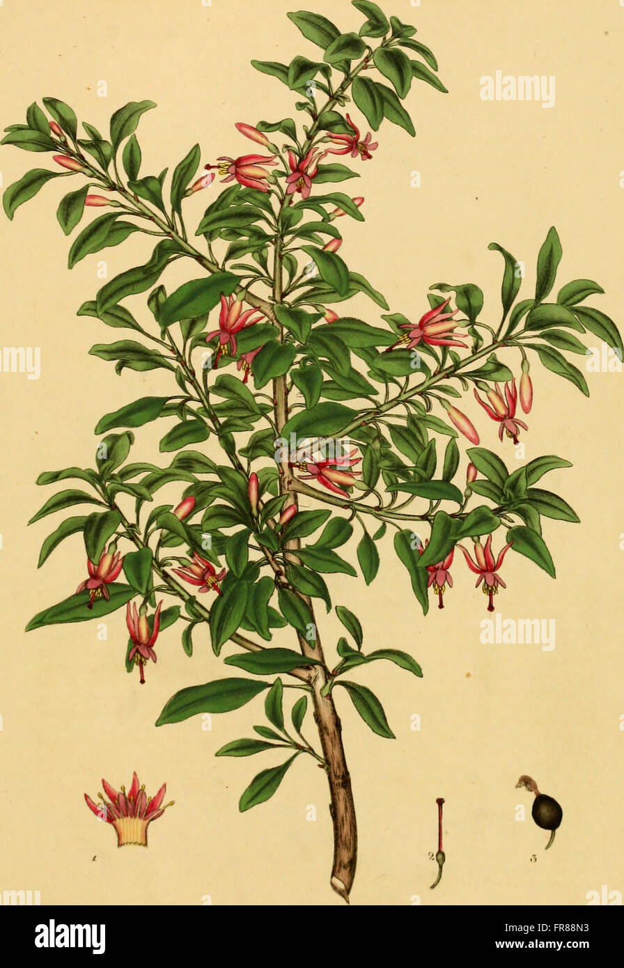The Botanist's Repository for New and Rare Plants showcases rare and ...