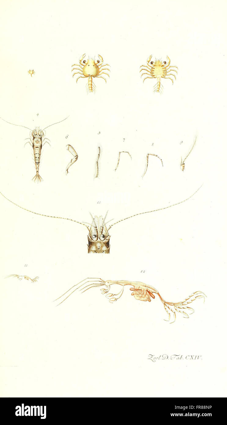 This work provides descriptions and histories of rare and lesser-known ...