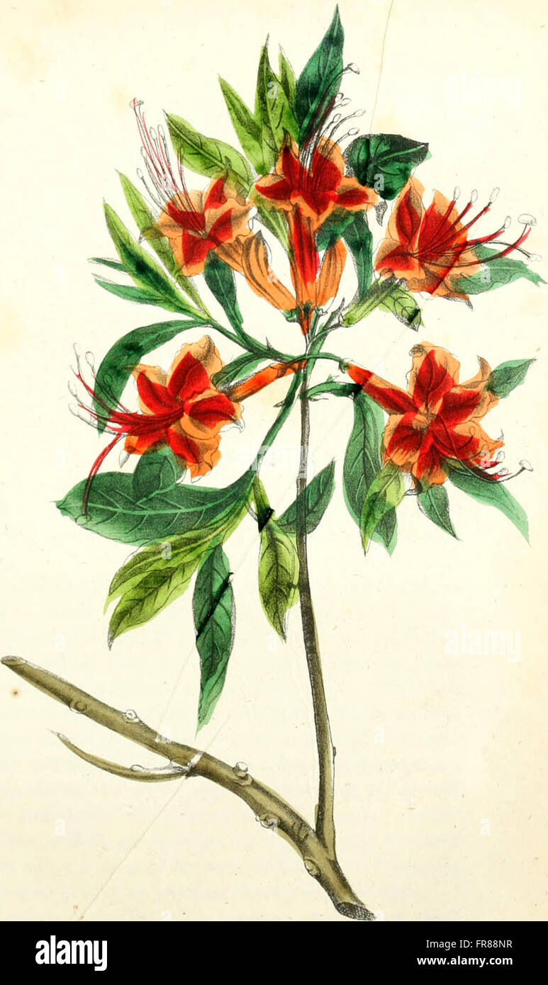 The American Flora offers a comprehensive history and description of ...