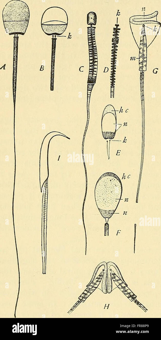 This 1902 text delves into the role of the cell in biological ...