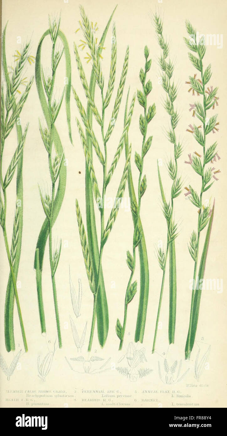 The British grasses and sedges (Pl. 34 Stock Photo - Alamy
