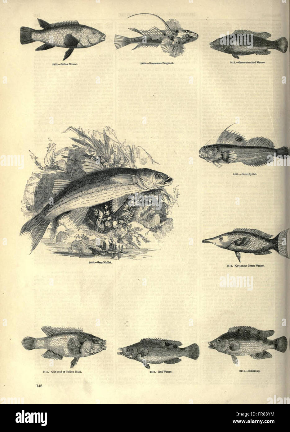 This page from 'The Pictorial Museum of Animated Nature' features ...