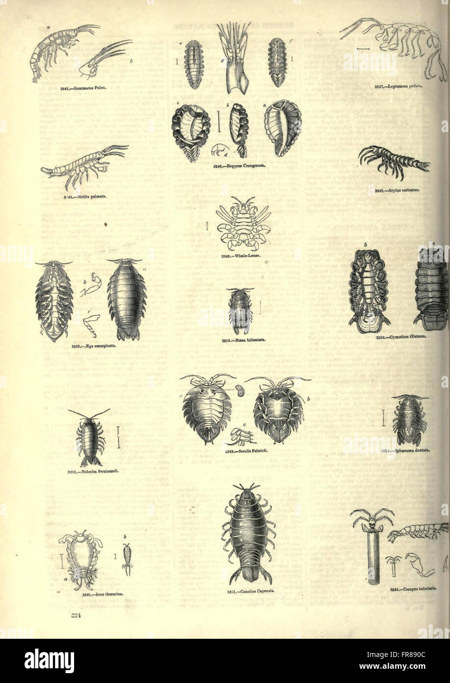 This volume presents detailed illustrations and descriptions of various ...