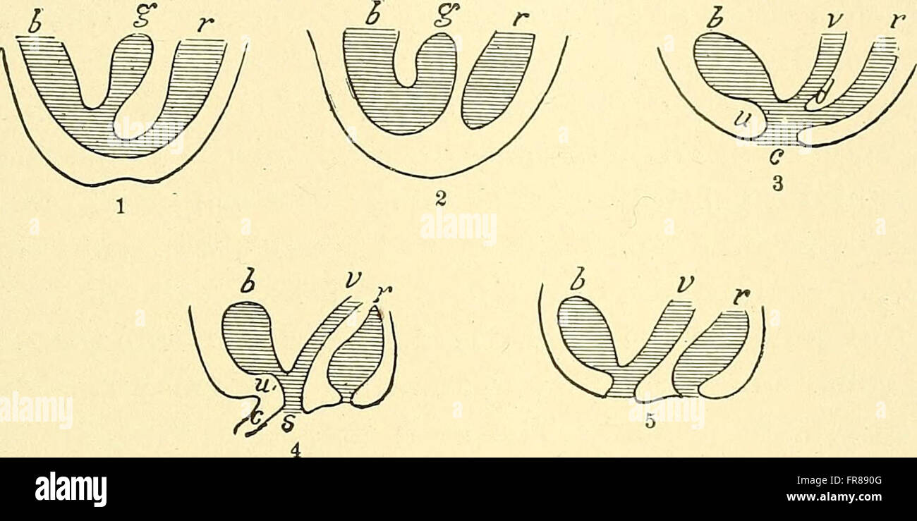 Gynaecology drawing hi-res stock photography and images - Alamy