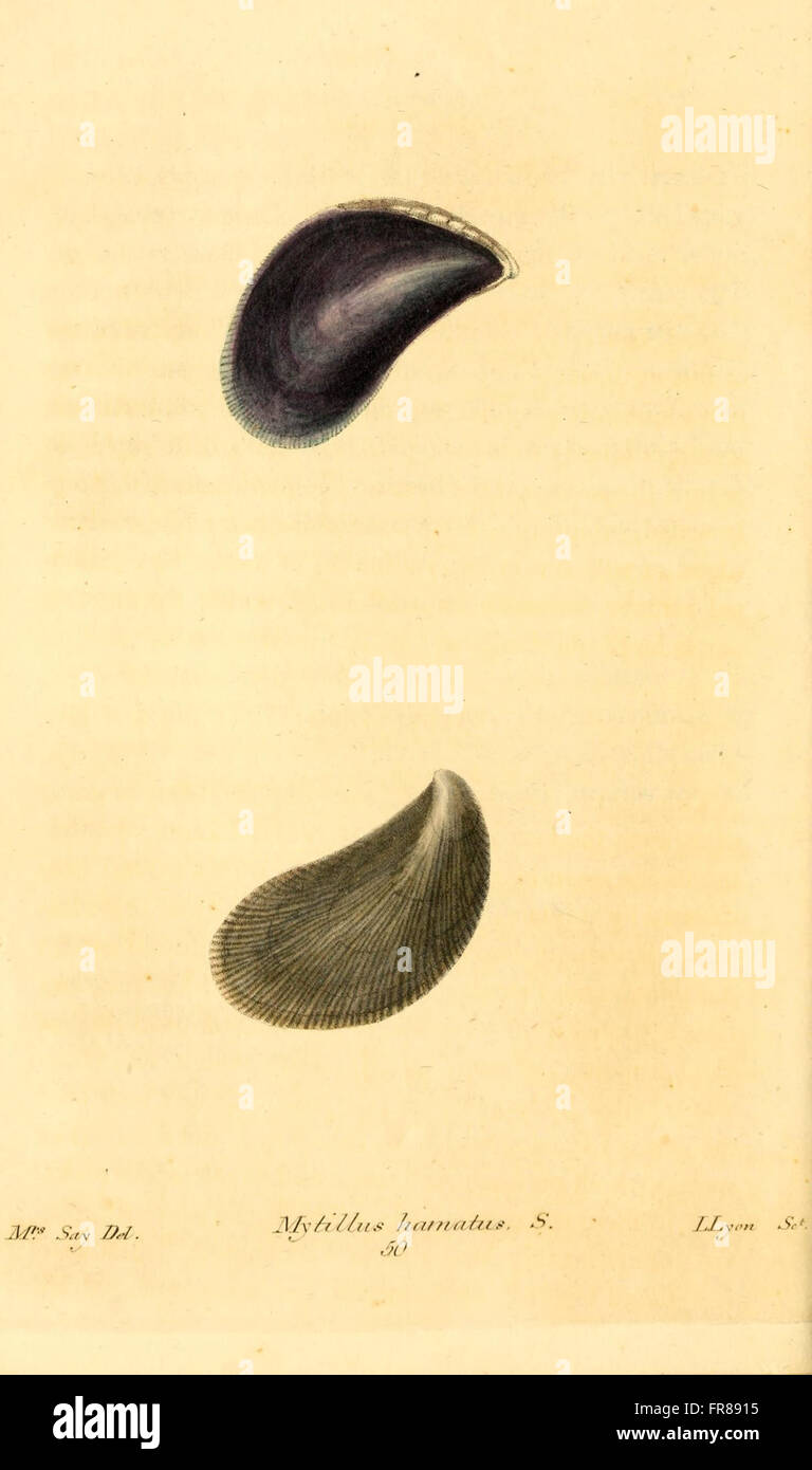 Plate 50 from 'American Conchology' depicts a variety of mollusk shells ...