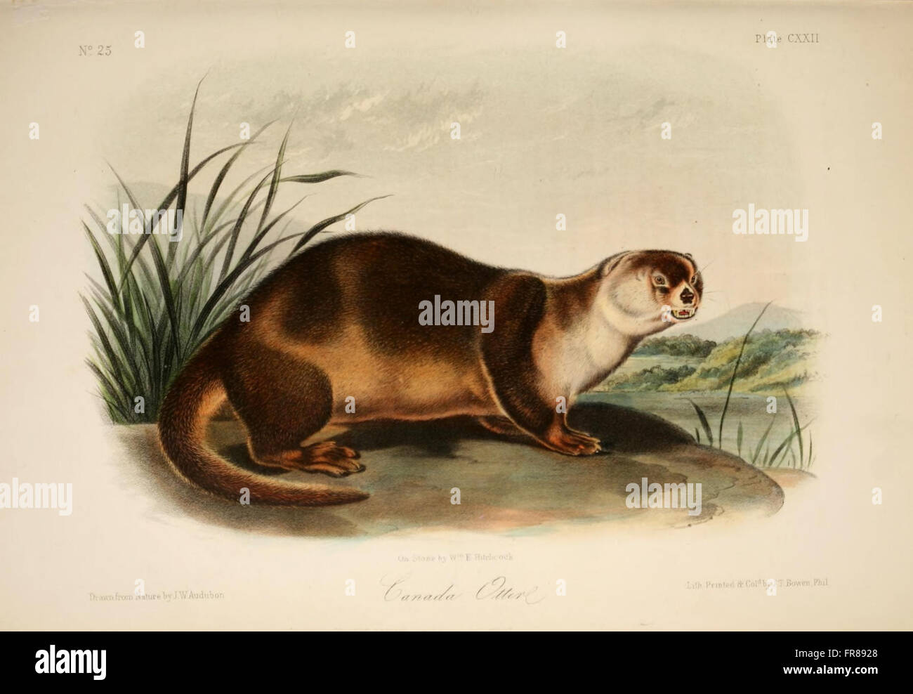 This plate from 'The Quadrupeds of North America' illustrates a ...