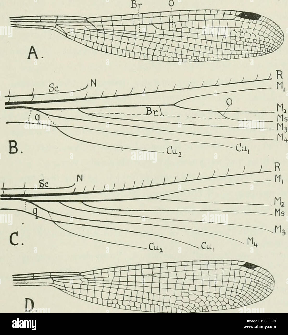 This 1917 work explores the biology, life cycle, and classification of ...